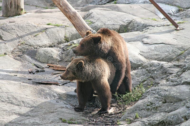 Brown Bears. Spring. Instinct Stock Photo - Image of instinct ...