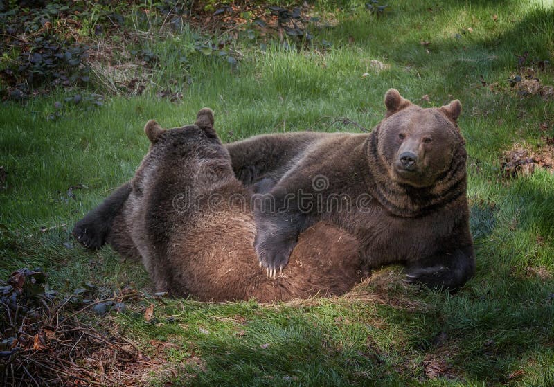Brown bears stock image. Image of dangerous, outdoor - 53936643