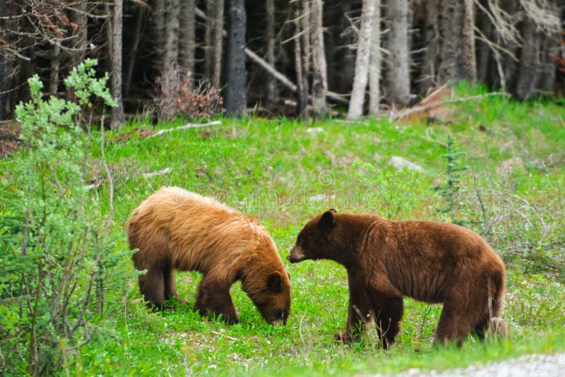 Brown Bears stock image. Image of alberta, brown, cute - 36318257