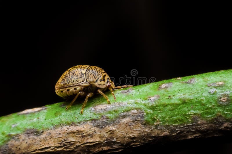 185 Beatles Insects Stock Photos - Free & Royalty-Free Stock Photos ...