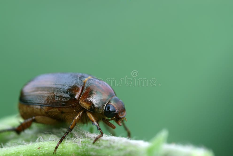 Brown Beatles on the Green Leaves Stock Photo - Image of rest, insects ...