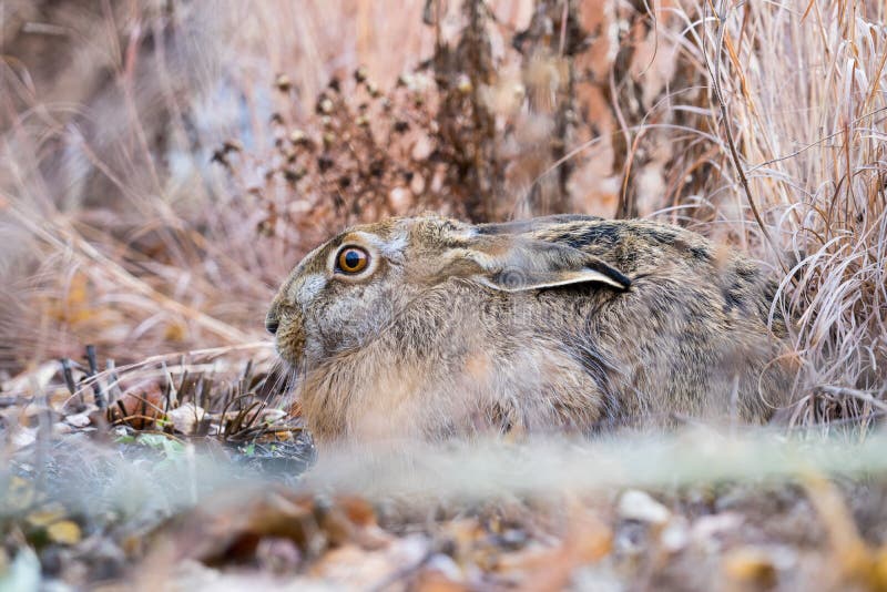 Brown Beautiful Hare in a Park Stock Image - Image of creature ...