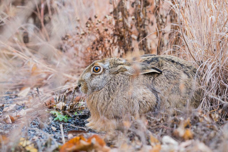 Brown Beautiful Hare in a Park Stock Photo - Image of closeup, nature ...