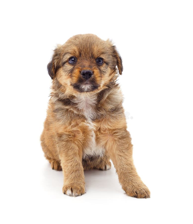 Beautiful Pug Puppy Dog Lying Down on Fuzzy Blanket, on Pastel ...