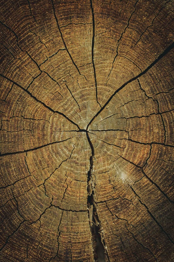 Brown Beautiful Slice Stump Stock Photo - Image of wood, gnaw: 62877202