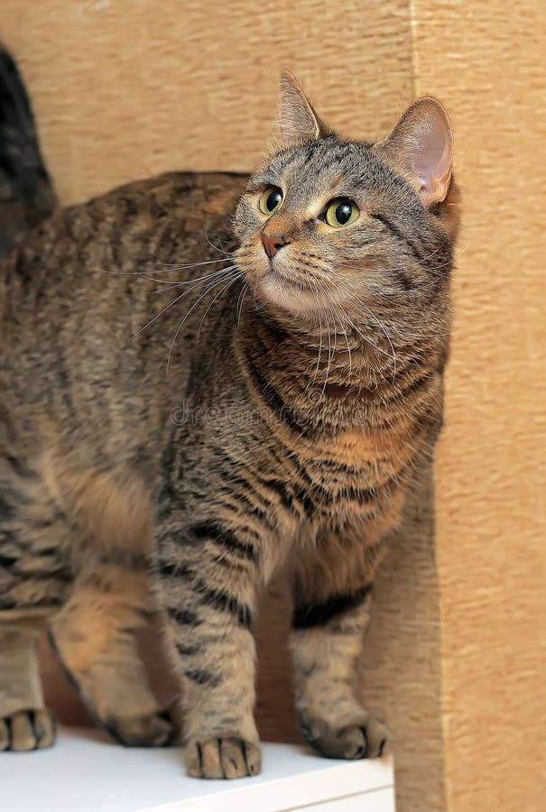 Brown beautiful tabby cat stock image. Image of ears - 129424443
