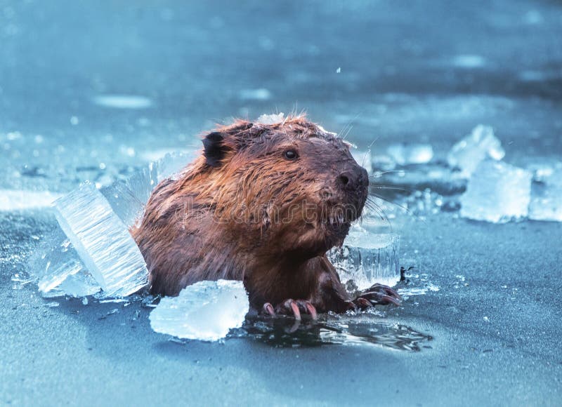 Brown Beaver Breaking through Thick Ice on a Pond Stock Photo - Image ...