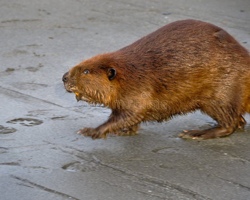 Beaver stock photo. Image of smile, close, tail, beaver - 88955650