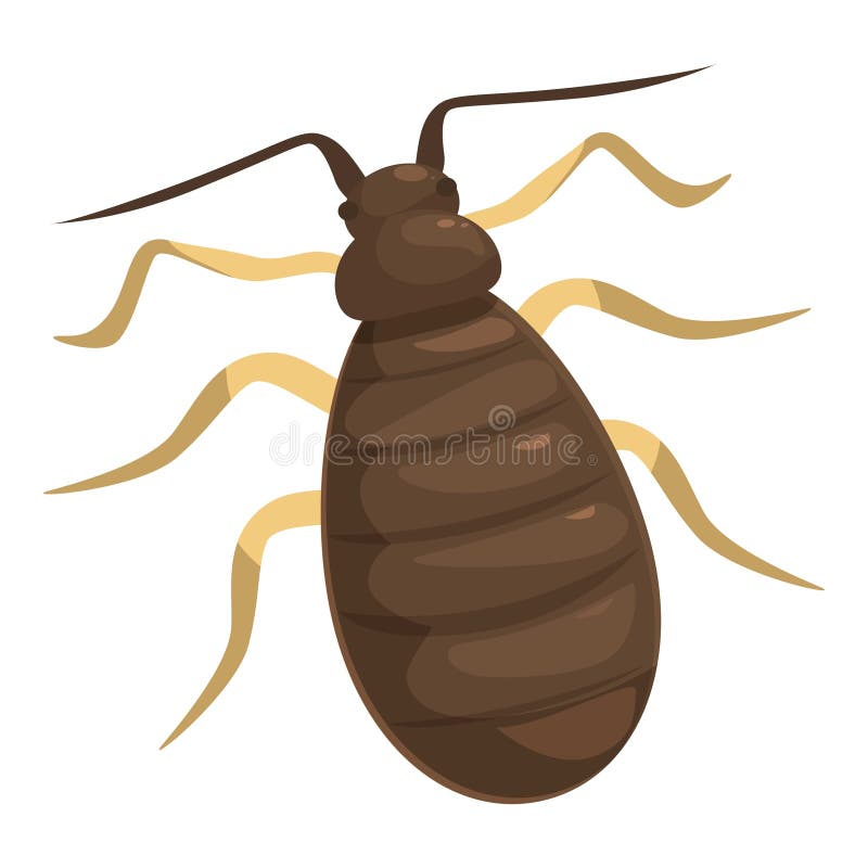 Bed Bug Crawling, Showing Its Antennae and Legs Stock Vector ...