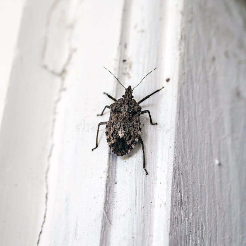 Bedbug stock photo. Image of unsanitary, infest, insect - 1674060