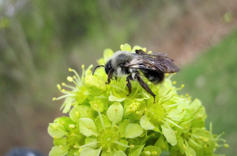 Brown Bee on Maple Tree Flower, Lithuania Stock Photo - Image of head ...
