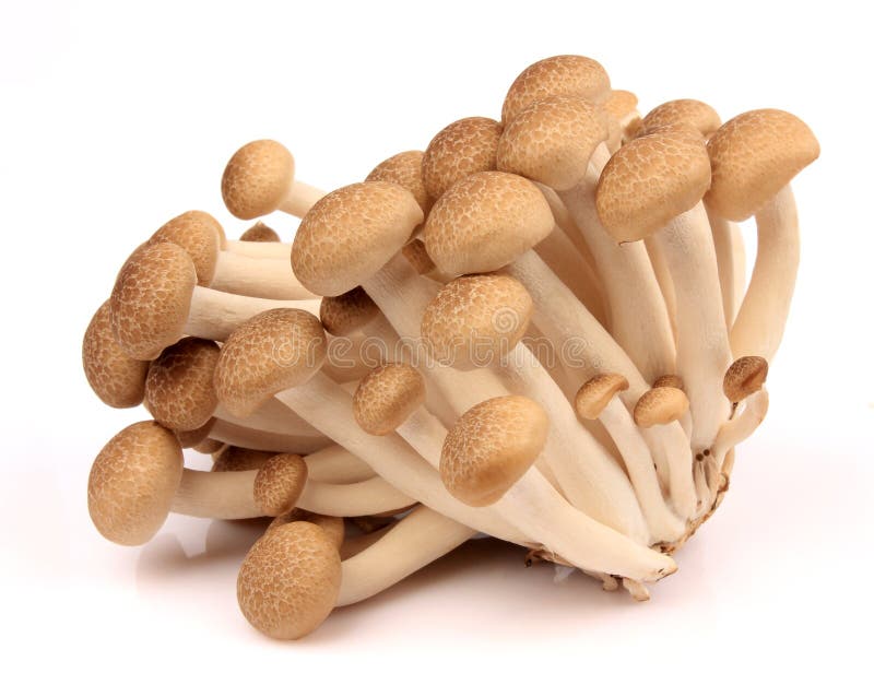 Brown beech mushroom stock image. Image of abstract, bunch - 42043967