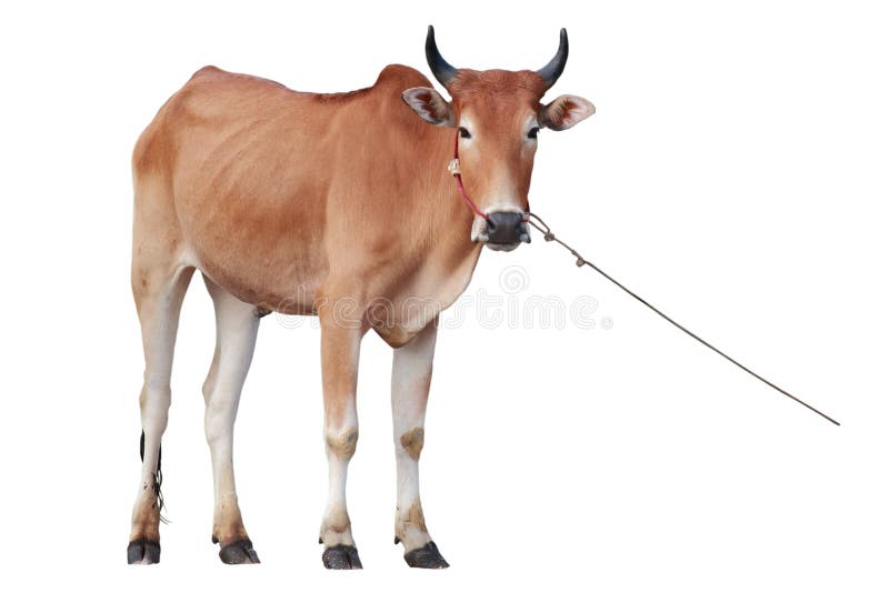 Brown Beef Cow on a White Background Stock Image - Image of beef, meat ...