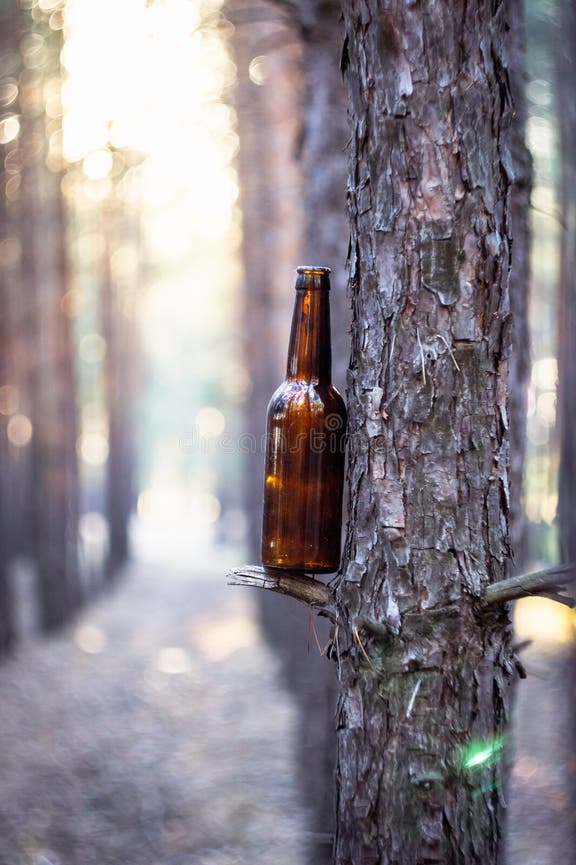 A Brown Beer Bottle in a Pine Forest on a Tree. Stock Image - Image of ...