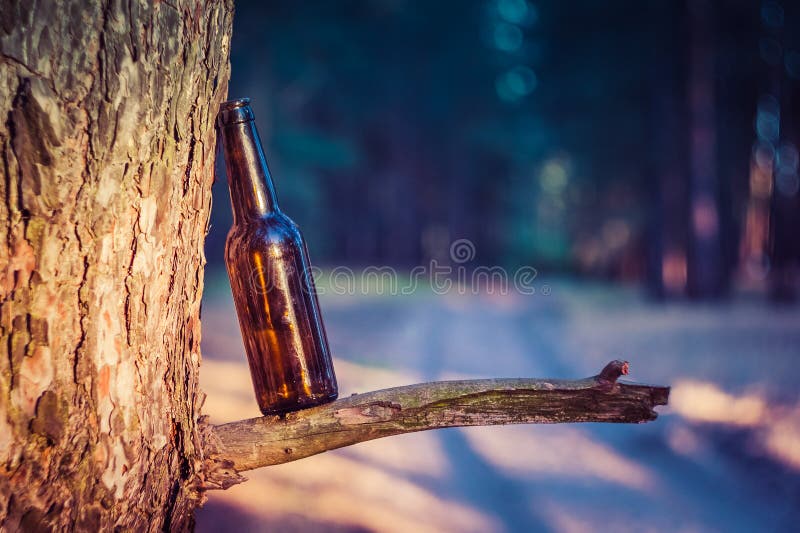 A Brown Beer Bottle in a Pine Forest on a Tree Stock Photo - Image of ...
