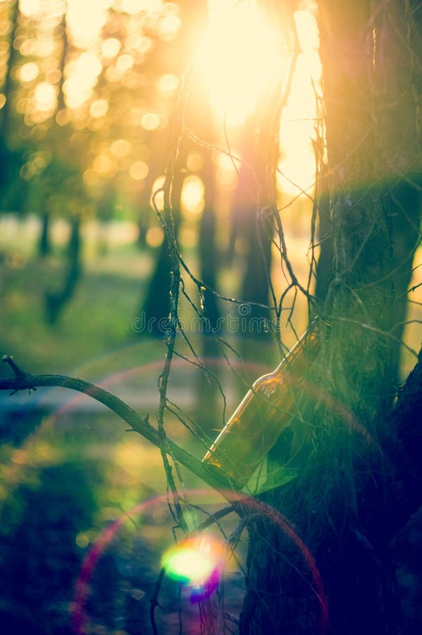 A Brown Beer Bottle in a Pine Forest on a Tree. Stock Photo - Image of ...