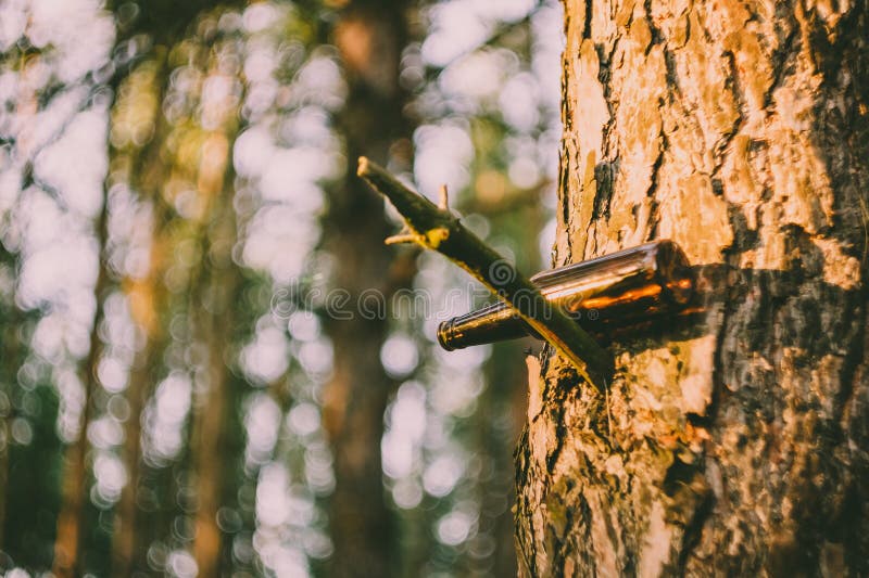 A Brown Beer Bottle in a Pine Forest on a Tree. Stock Photo - Image of ...