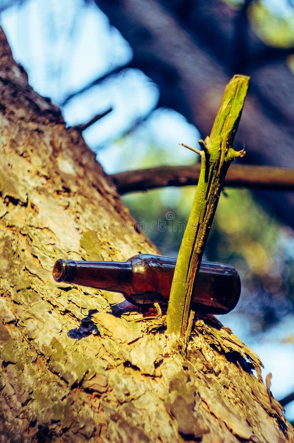 A Brown Beer Bottle in a Pine Forest on a Tree. Stock Photo - Image of ...