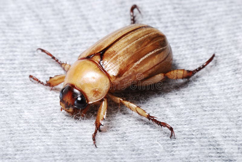European Chafer June Bug stock image. Image of legs, clubbed - 15687885