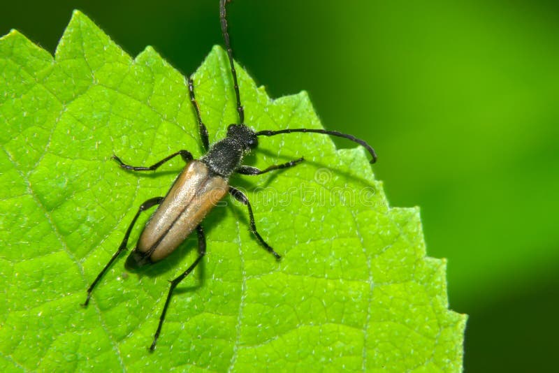 Brown beetle with big ears stock image. Image of detail - 73025101