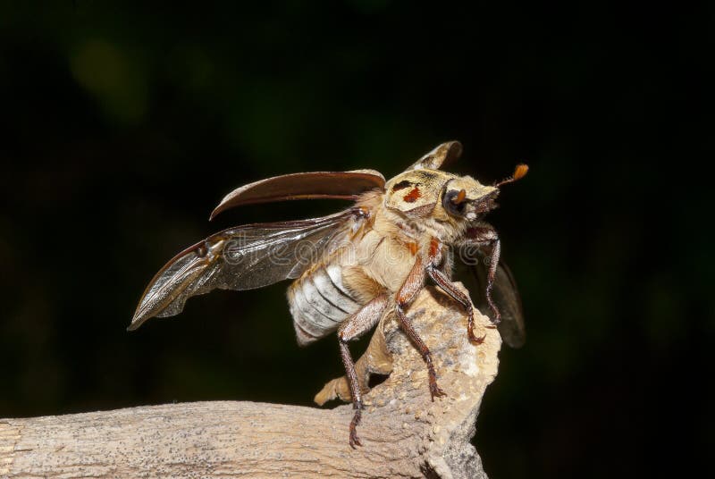 Flying beetle stock photo. Image of details, cleaners - 11344890