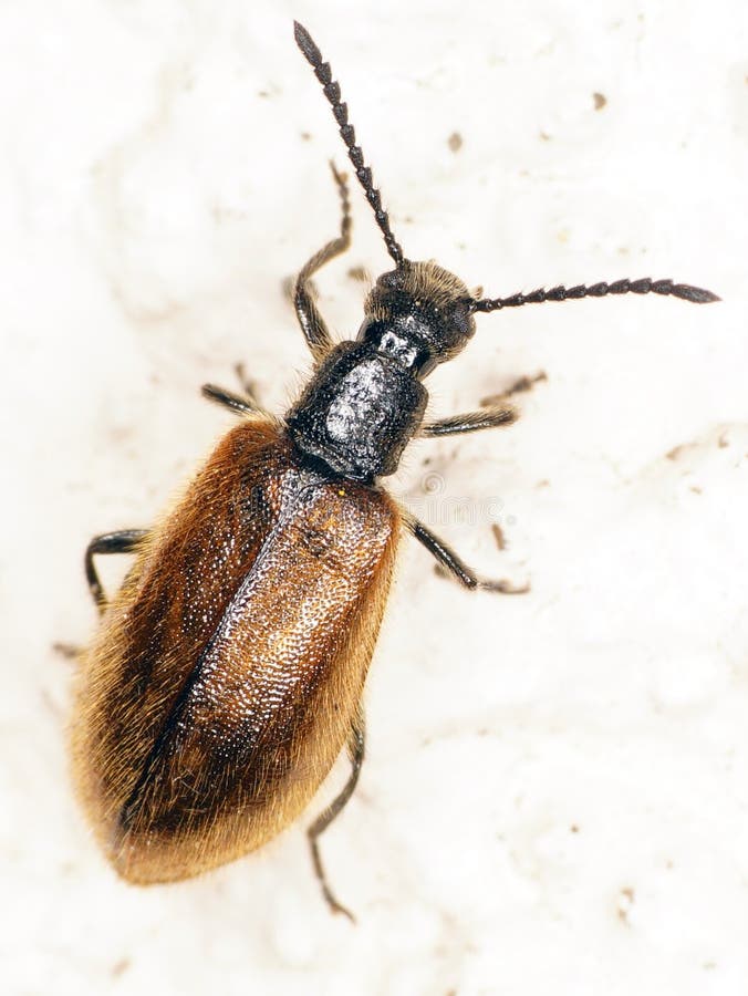 Pinfoldphotos Brown Beetle Stock Photos - Free & Royalty-Free Stock ...