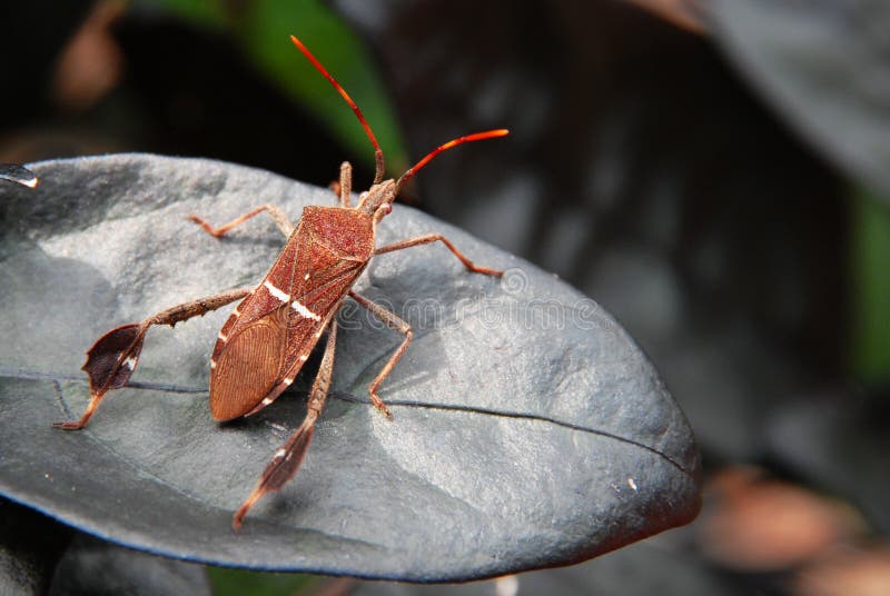 Brown Beetle on Leaf stock image. Image of outdoors, wildlife - 11374901