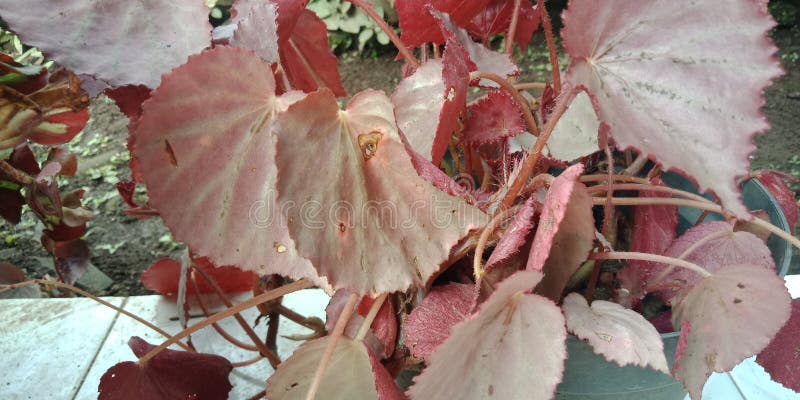 Brown Begonias Rex Flowers Planted in Pots Stock Image - Image of pots ...