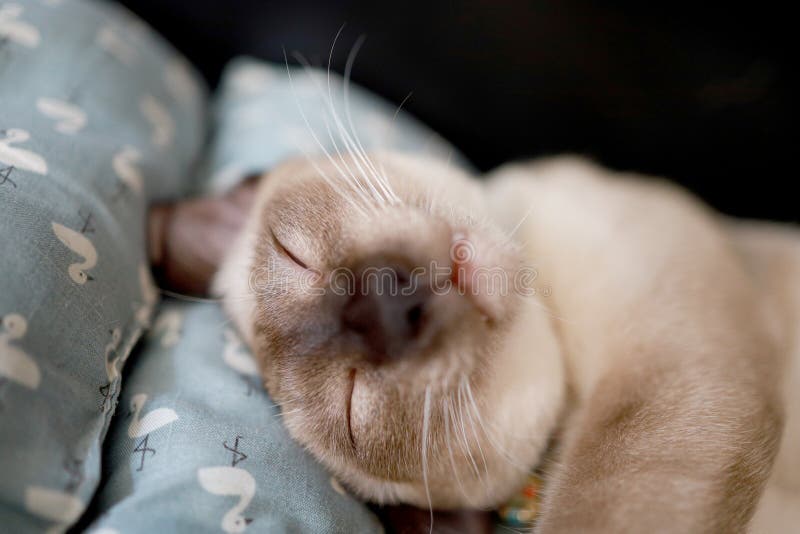 Brown Beige Cat with Blue Eyes. Siamese Cat Resting on Floor Stock ...