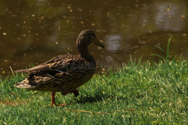 Brown Beige Duck Sitting on the Green Spring Grass at the River Side ...