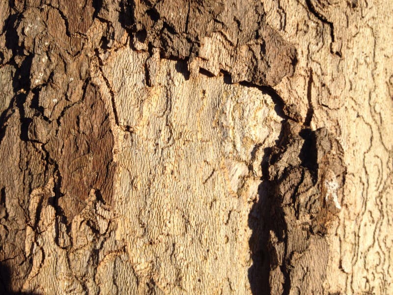 Brown and Beige Tree Bark Texture Stock Image - Image of tree, colorful ...