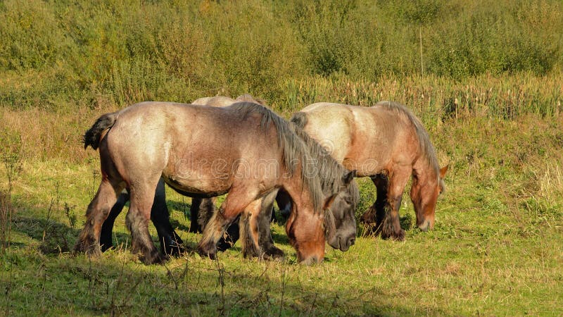 Brown Belgian Heavy Horses Grazing in Nature Stock Photo - Image of ...