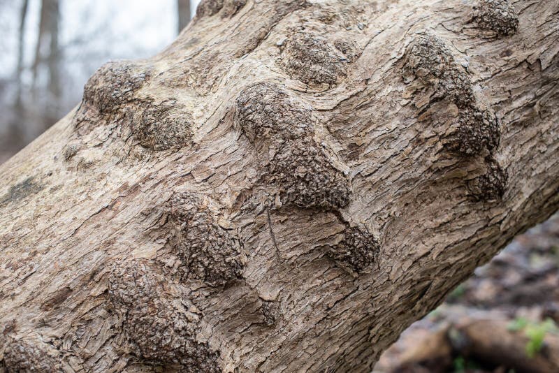 Brown, Bent Tree Trunk with Many Growths Stock Image - Image of stem ...
