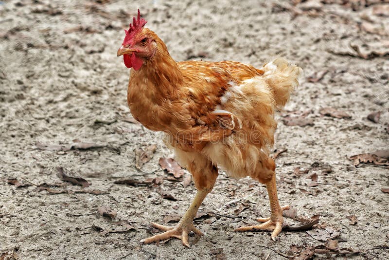 Brown Betong Chicken are Running Around on the Farm. Stock Image ...
