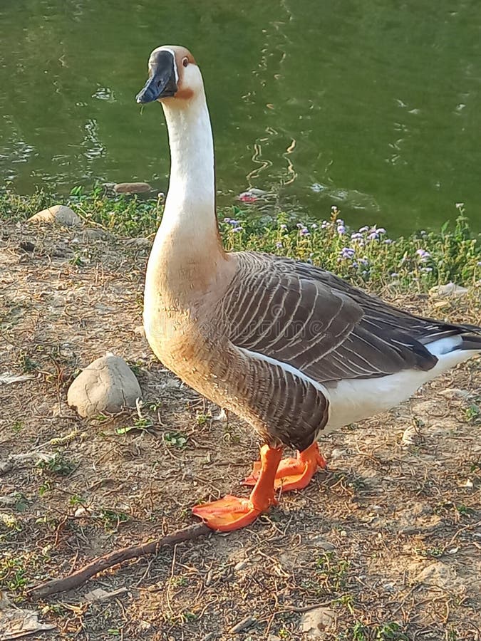 Brown Big Duck Green Water stock photo. Image of duck - 271673822