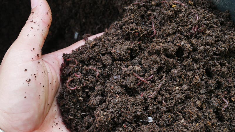 Bio Fertilizer Earthworm Manure for Plants Stock Image - Image of dirt ...