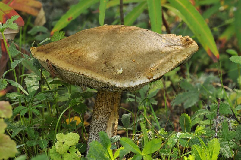 Brown Birch Bolete Fungus stock image. Image of horizontal - 21884929