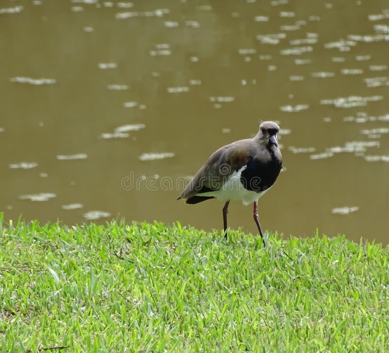 Bird alone, indian bird stock photo. Image of birdsn - 152486254