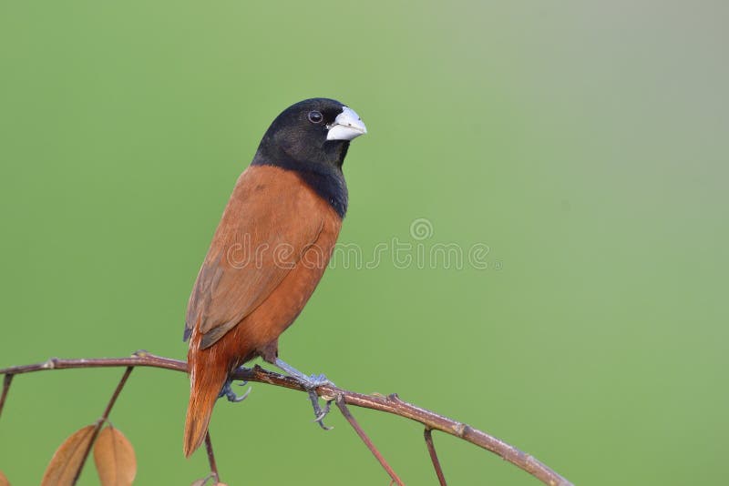 Brown Bird with Black Head and Silver Beaks Perching on Tree Branch ...