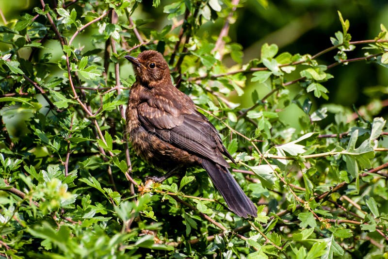 Brown Bird in bush stock photo. Image of brown, nature - 44570244