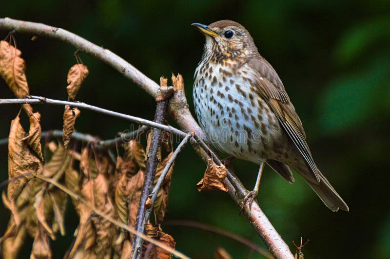 Chubby bird stock photo. Image of chubby, feathers, animals - 50893516