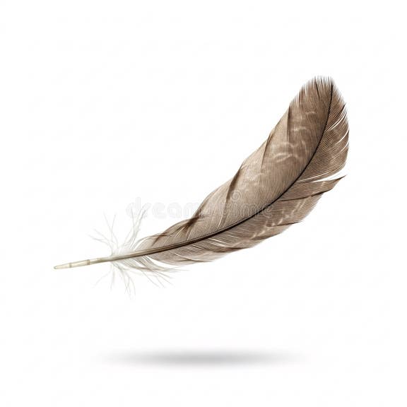 A Brown Bird Feather Levitating and Casting a Soft Shadow on a White ...