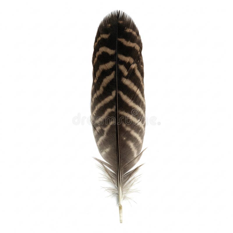 Brown Bird Feather Levitating on a White Stock Illustration ...
