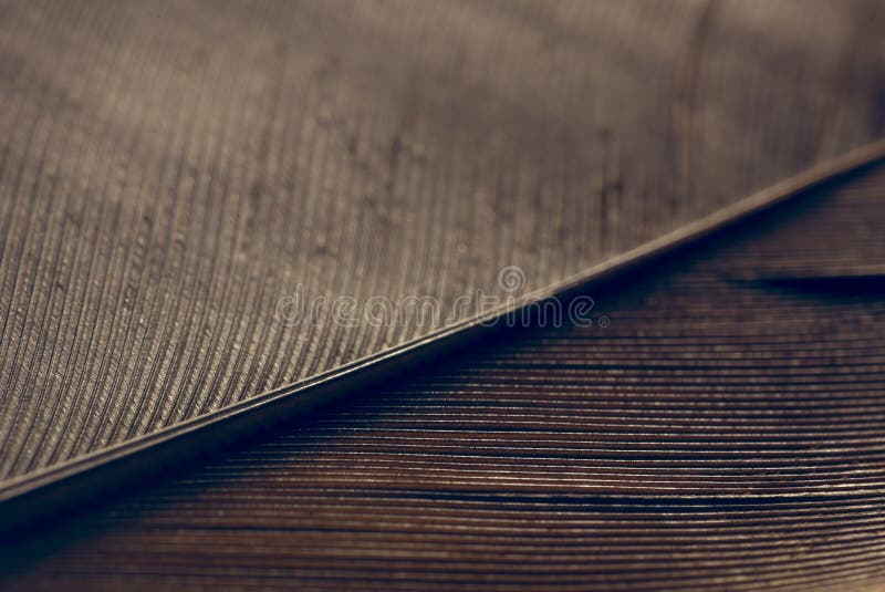 Brown Bird Feather with Surface Texture Stock Photo - Image of texture ...