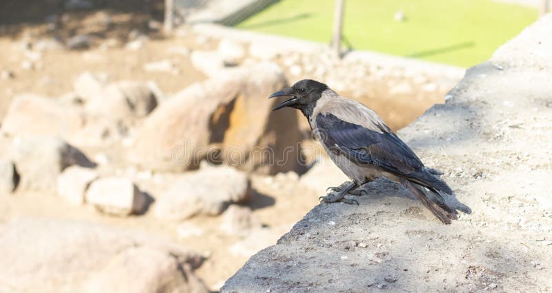 Brown bird on the ground stock image. Image of beak - 193238369