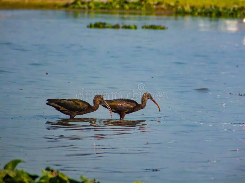 Brown Bird with Long Beak Walking on the Swamp Stock Photo - Image of ...