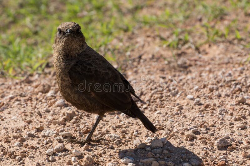 Brown Bird Looking at Camera Stock Photo - Image of animal, bird: 111458050