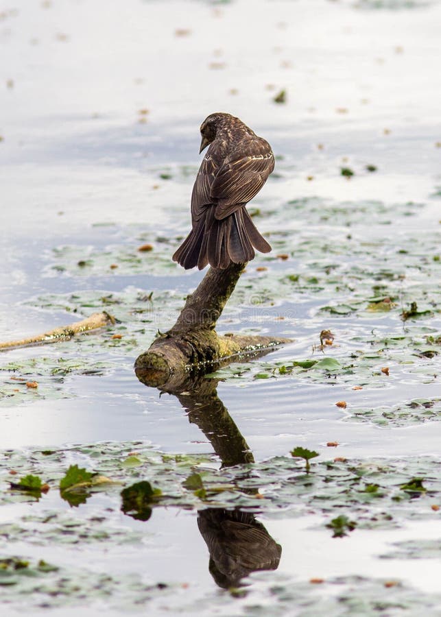 Brown Bird Perched on Small Tree Stump in a Pond Stock Image - Image of ...