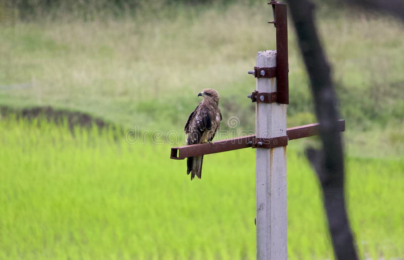 Brown Bird Sitting on a Column during the Dayt Stock Photo - Image of ...