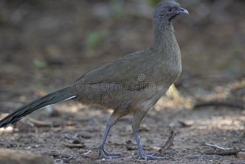A Closeup of a Plain Chachalaca in Texas. Stock Image - Image of ...